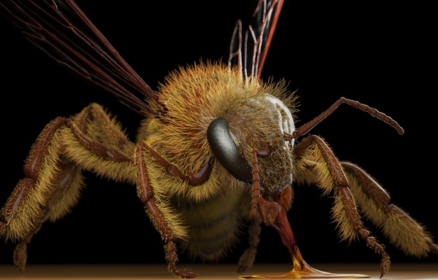 Honey Bee Wallpaper - Honey Bee Front View - 1920x1200 Wallpaper ...