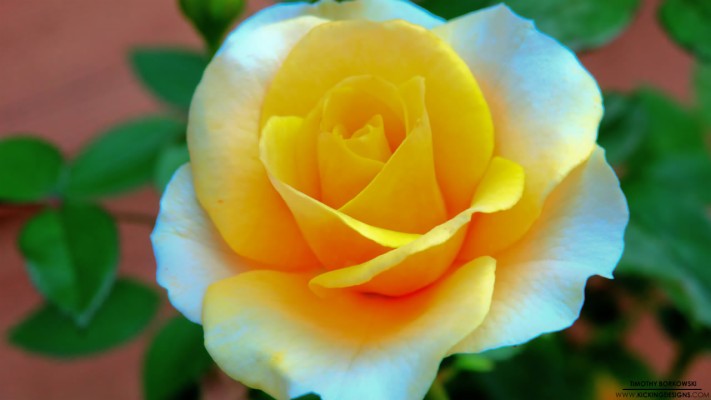 Flower Tablet Wallpaper Hd - 1024x682 Wallpaper - teahub.io