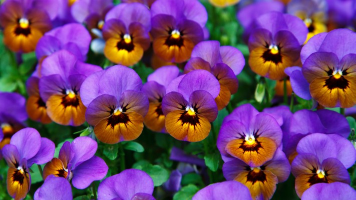 Pansy Flower Colors - 3840x2160 Wallpaper - teahub.io