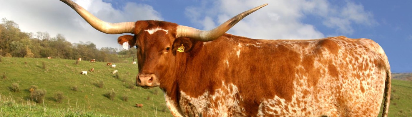 Texas Longhorn Cow - Imaginary Animal In Grasslands - 1680x480 ...