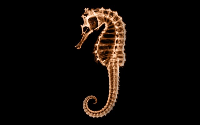 Quality Photo Of Seahorse, Wallpaper Of X Ray, Skeleton - X Rays Of Sea ...