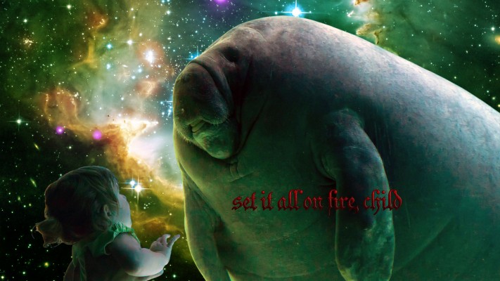 Space Manatee - 1920x1080 Wallpaper - teahub.io