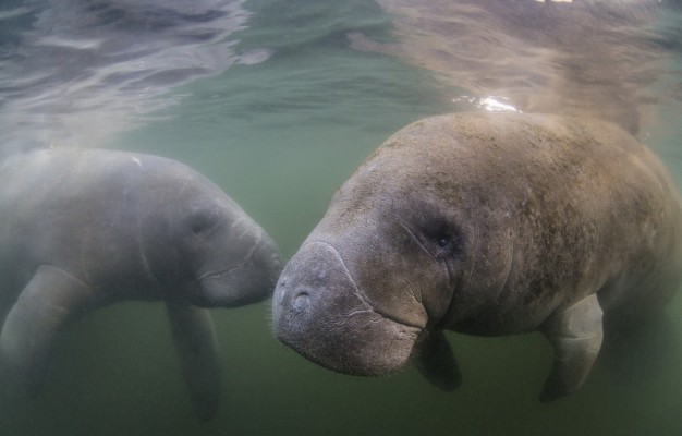 Dugong Manatee - 1280x800 Wallpaper - teahub.io