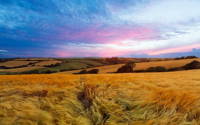 Sunset Field England Wallpapers - Landscape Field - 1280x804 Wallpaper ...