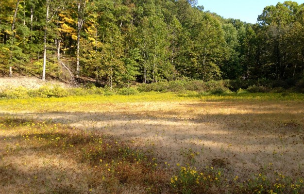 Indiana Park County Trees - Fall In Southern Indiana - 1024x768 ...