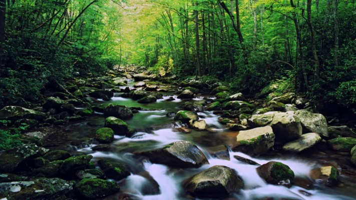 Lovely Forest North Carolina Wallpapers - Great Smoky Mountains Hd ...