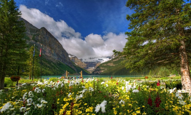 Flowers Name In Banff National Park - 1600x966 Wallpaper - teahub.io