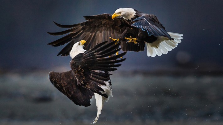 Eagle Fighting - 2560x1440 Wallpaper - teahub.io
