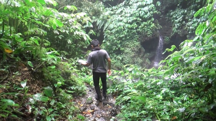 Old-growth Forest - 1280x720 Wallpaper - teahub.io