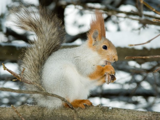 Squirrels With Long Hair On Ears - 1600x1200 Wallpaper - teahub.io