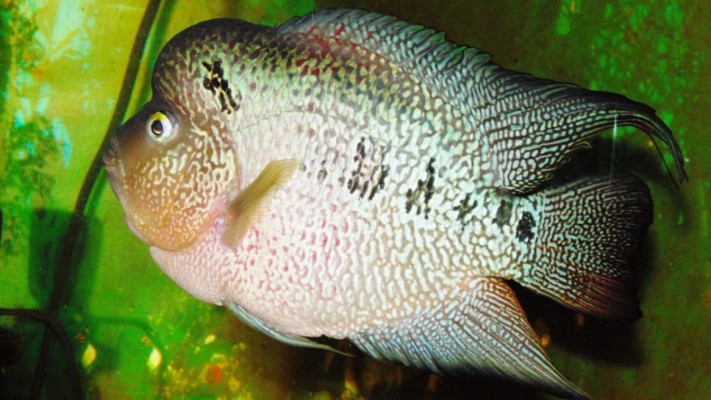 Ikan Louhan Jelek - 1280x720 Wallpaper - teahub.io