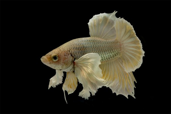 Siamese Fighting Fish - 2048x1365 Wallpaper - teahub.io