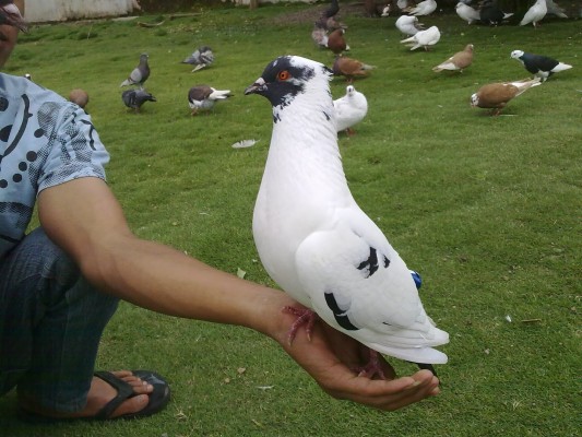 Wallpaper Burung2 Cantik - Merpati Lucu - 1600x1200 Wallpaper - teahub.io