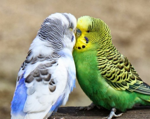 Cuddly Birds - 780x616 Wallpaper - teahub.io