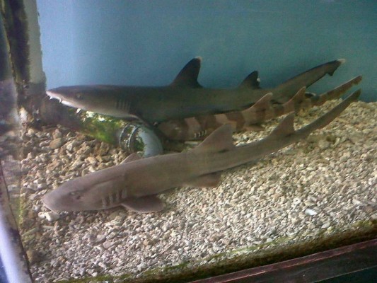 Requiem Shark - 600x1024 Wallpaper - teahub.io