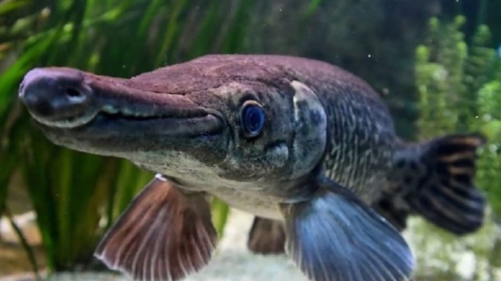 Gambar Ikan Aligator - Manjuari - 1024x576 Wallpaper - teahub.io