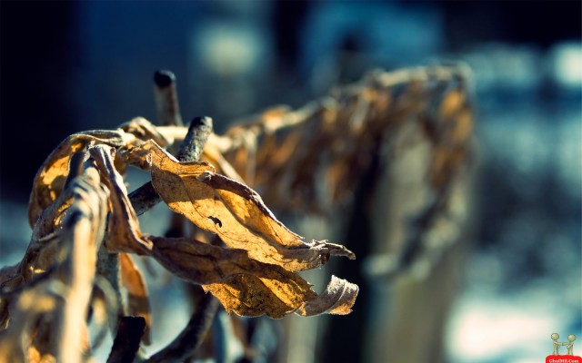 Pure Bd Craft Builds - 1024x768 Wallpaper - teahub.io