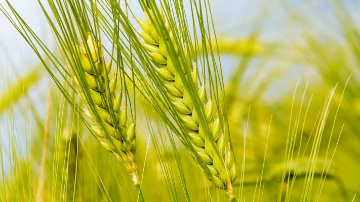 Hd Wheat Crop Material - Wheat Field - 1920x1200 Wallpaper - teahub.io