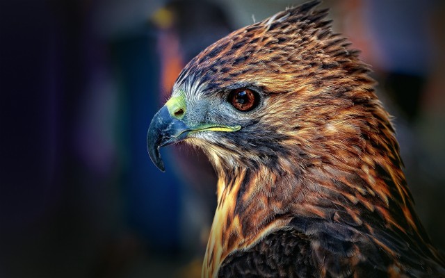 1923x1282, Amazing 62868571 Hawk Wallpapers - Hawk - 1923x1282 ...