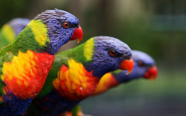 Colorful Parrot Bird Picture - High Resolution Parrot Photography ...
