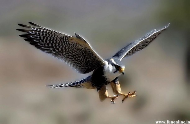 1923x1282, Amazing 62868571 Hawk Wallpapers - Hawk - 1923x1282 ...