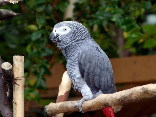 African Grey Parrot - 1920x1080 Wallpaper - teahub.io