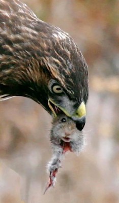 Hawk Eating A Gopher - 600x1024 Wallpaper - teahub.io