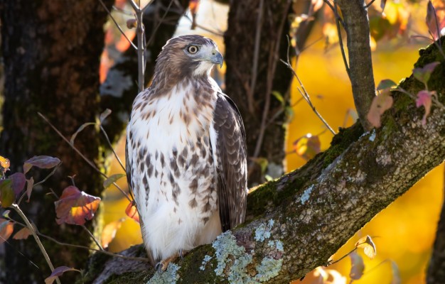 Photo Wallpaper Nature, Bird, Red-tailed Hawk - Red Tailed Hawk 4k ...