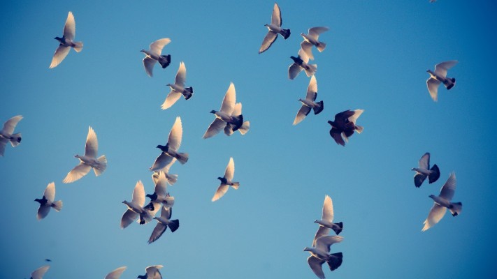 Group Of Flying Eagles - 2000x1333 Wallpaper - teahub.io