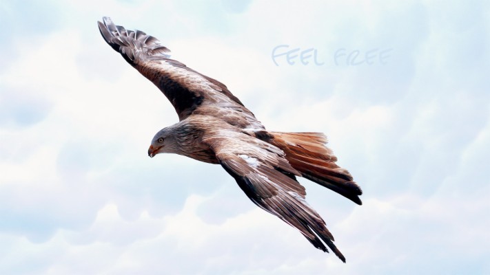 Wallpaper Hawk Open Wings, Flight - 2880x1800 Wallpaper - teahub.io
