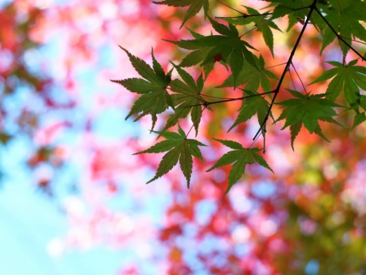 Maple Leaf, Leaves, Spring, Wallpaper - Maple Leaf Wallpaper 4k ...