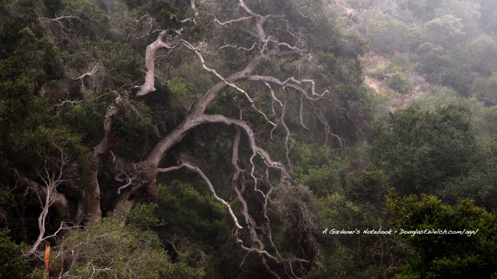 Old-growth Forest - 1280x720 Wallpaper - teahub.io