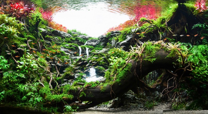 Amazing Aquascape Wallpaper - Aquascape Wallpaper 4k - 1096x599 ... Amazing Aquascape Wallpaper - Aquascape Wallpaper 4k - 1096x599 ...