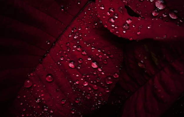Nature Wallpaper, Dew Wallpaper, Dew Backgrounds, Rainy - High Res ...