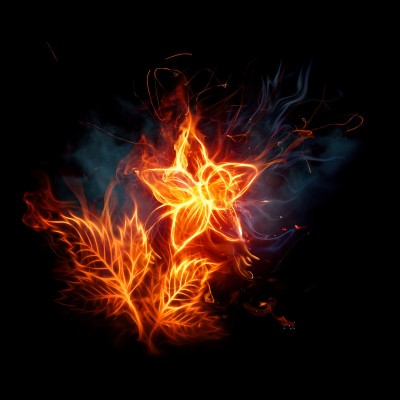 Fiery Flowers Wallpaper - Amazing Photos Of Fire - 1280x1280 Wallpaper ...