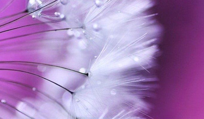 Dandelion Wallpaper Iphone - 525x933 Wallpaper - teahub.io