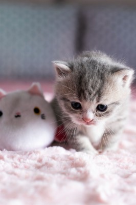 Cute Small Cat Wallpaper - Very Small Cute Cats - 1600x1200 Wallpaper ...